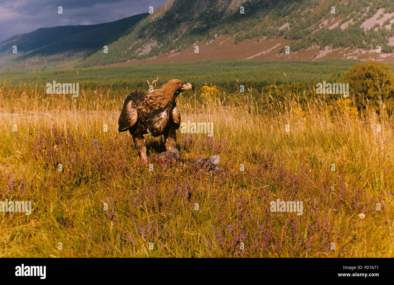 Golden Eagle Captive taken from front looking right standing on ground ...