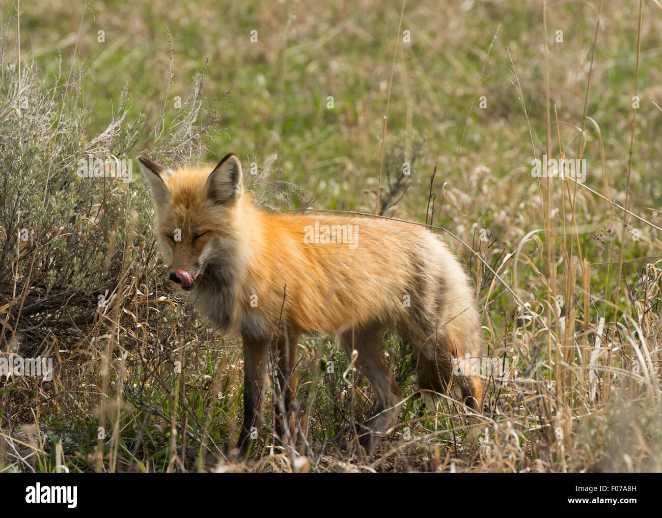 Fox nest hi-res stock photography and images - Alamy
