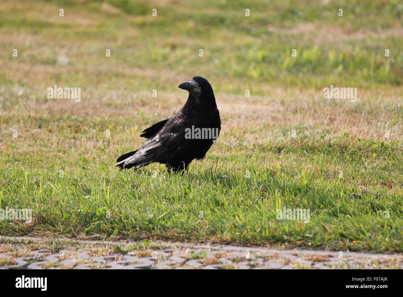 Old raven street hi-res stock photography and images - Alamy