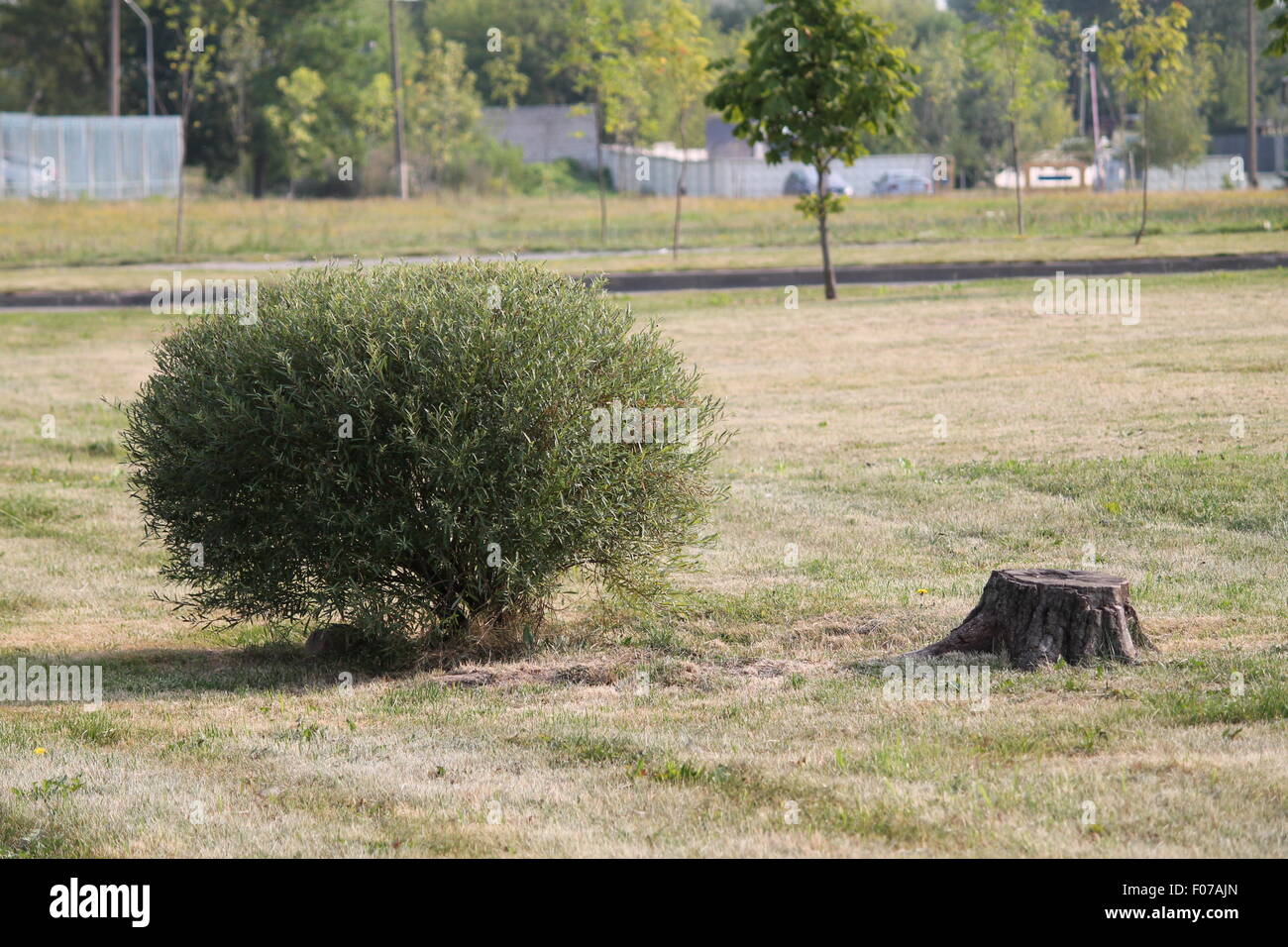 Bush in the shape of hi-res stock photography and images - Alamy