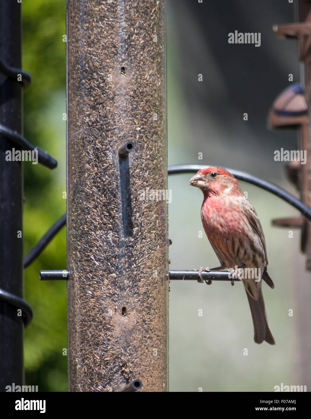 Male House finch Stock Photo - Alamy