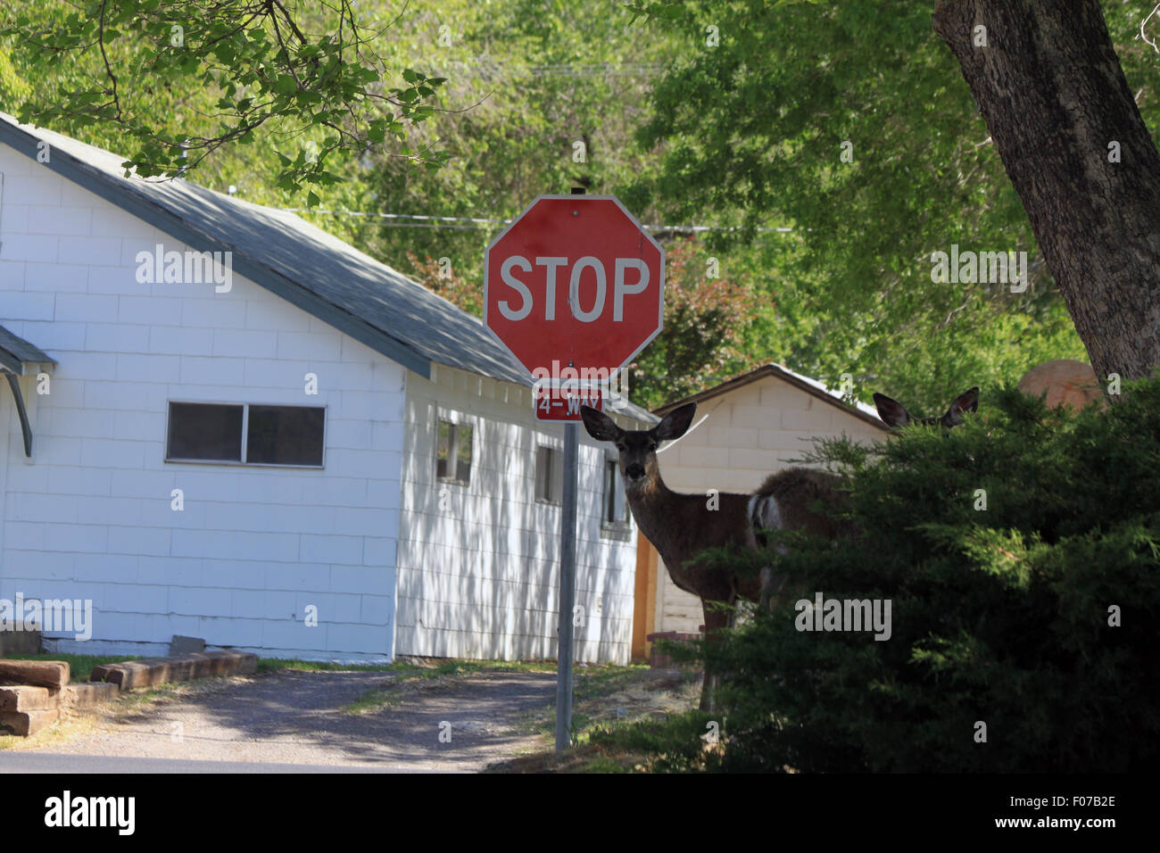 Deer at Stop sign Stock Photo - Alamy