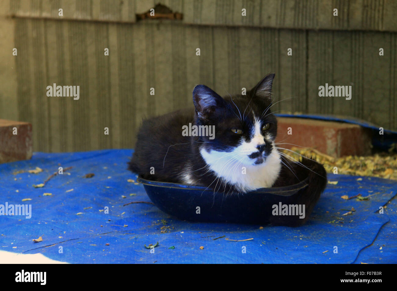 Cat in pan Stock Photo - Alamy