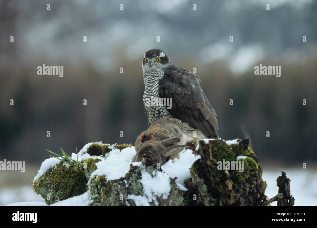 Goshawk Captive taken in profile looking at camera perched on top of ...