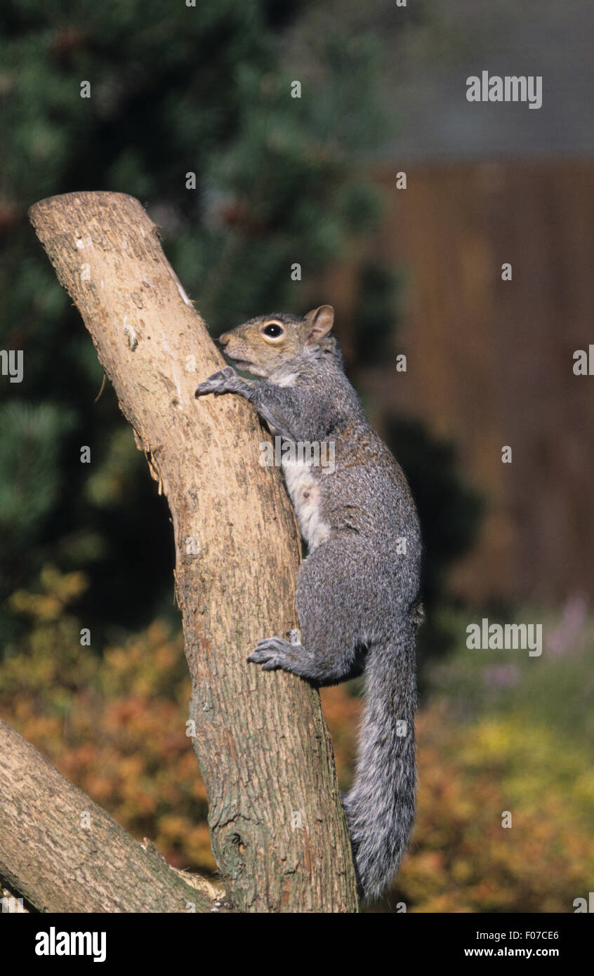 Grey Squirrel taken in profile looking left climbing up the side of an ...