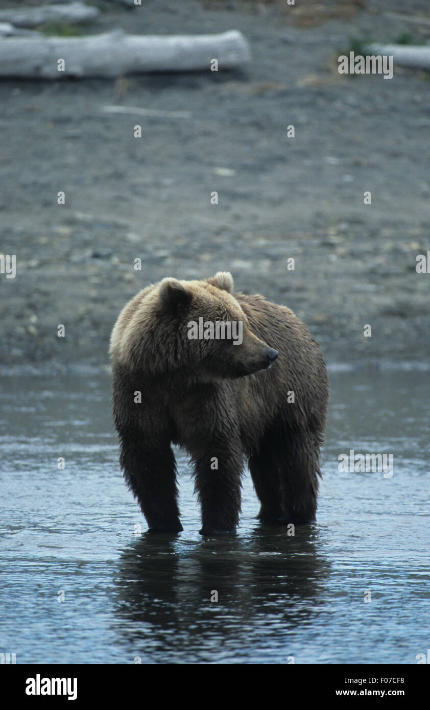 Grizzly Bear Alaskan taken from front looking right standing in shallow ...