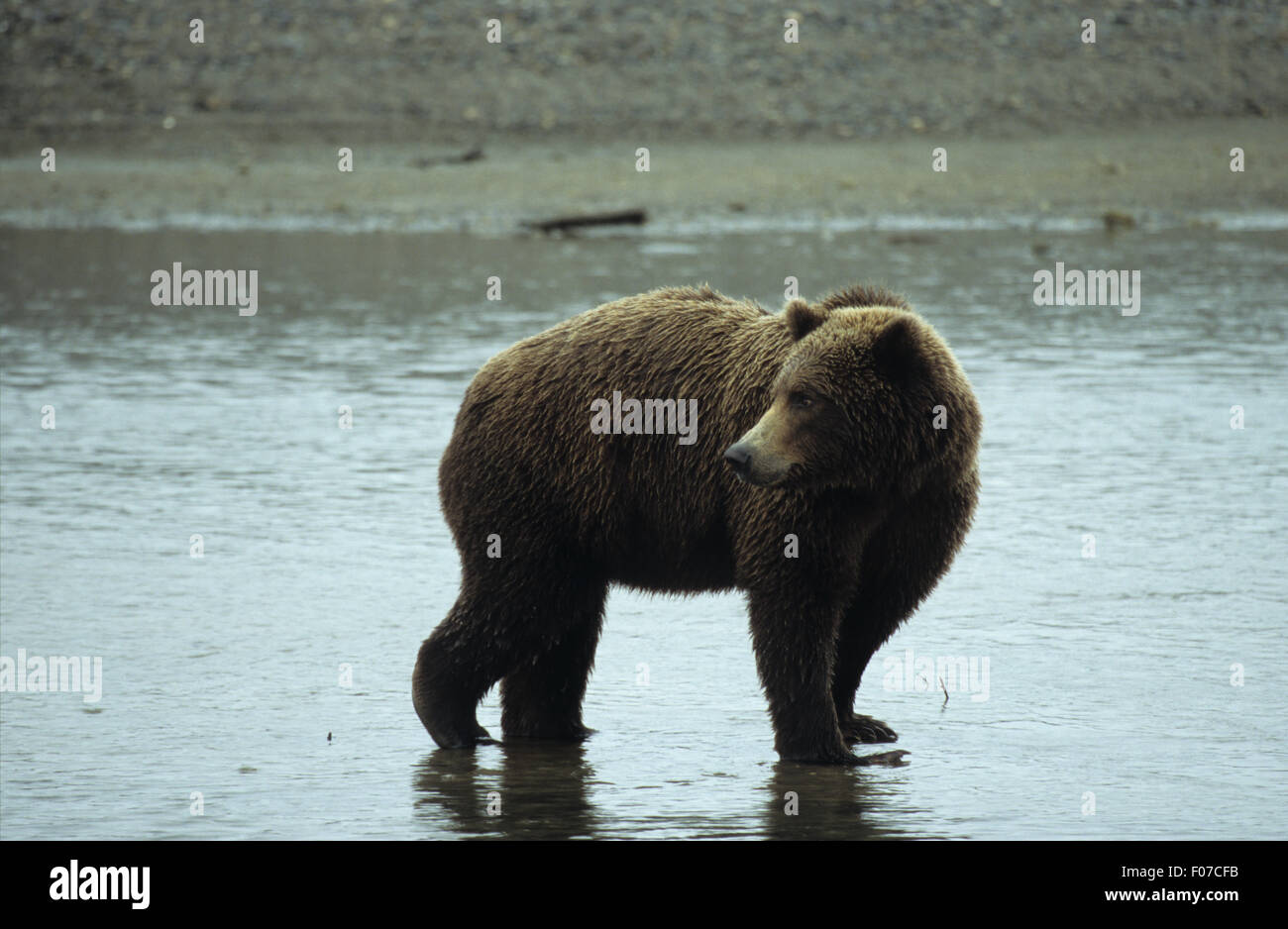 Grizzly bear standing on back hi-res stock photography and images - Alamy