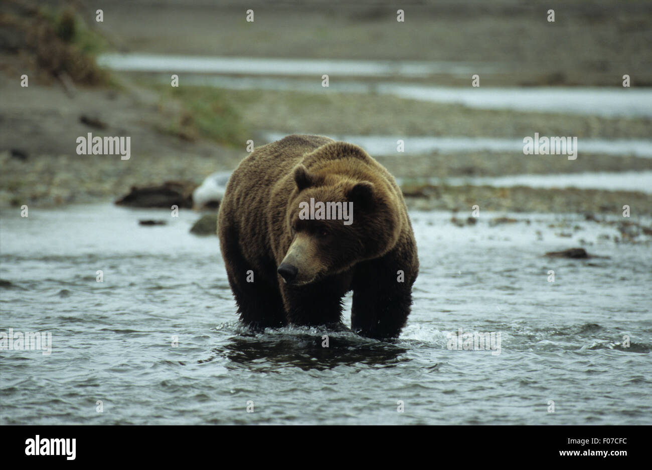 Grizzly Bear Alaskan taken from front looking left standing in shallow ...