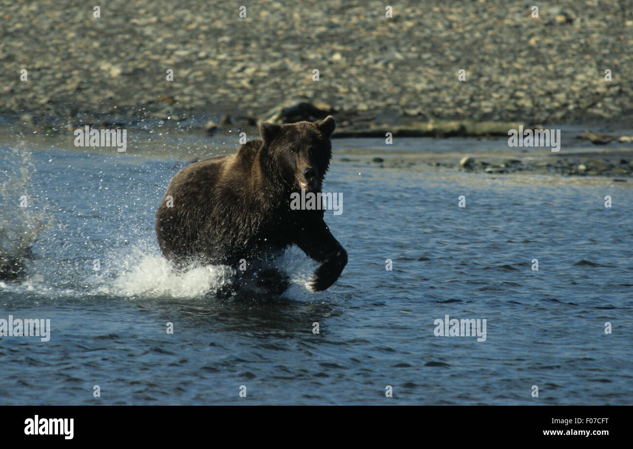 Grizzly Bear Alaskan taken in profile running through shallow water to ...