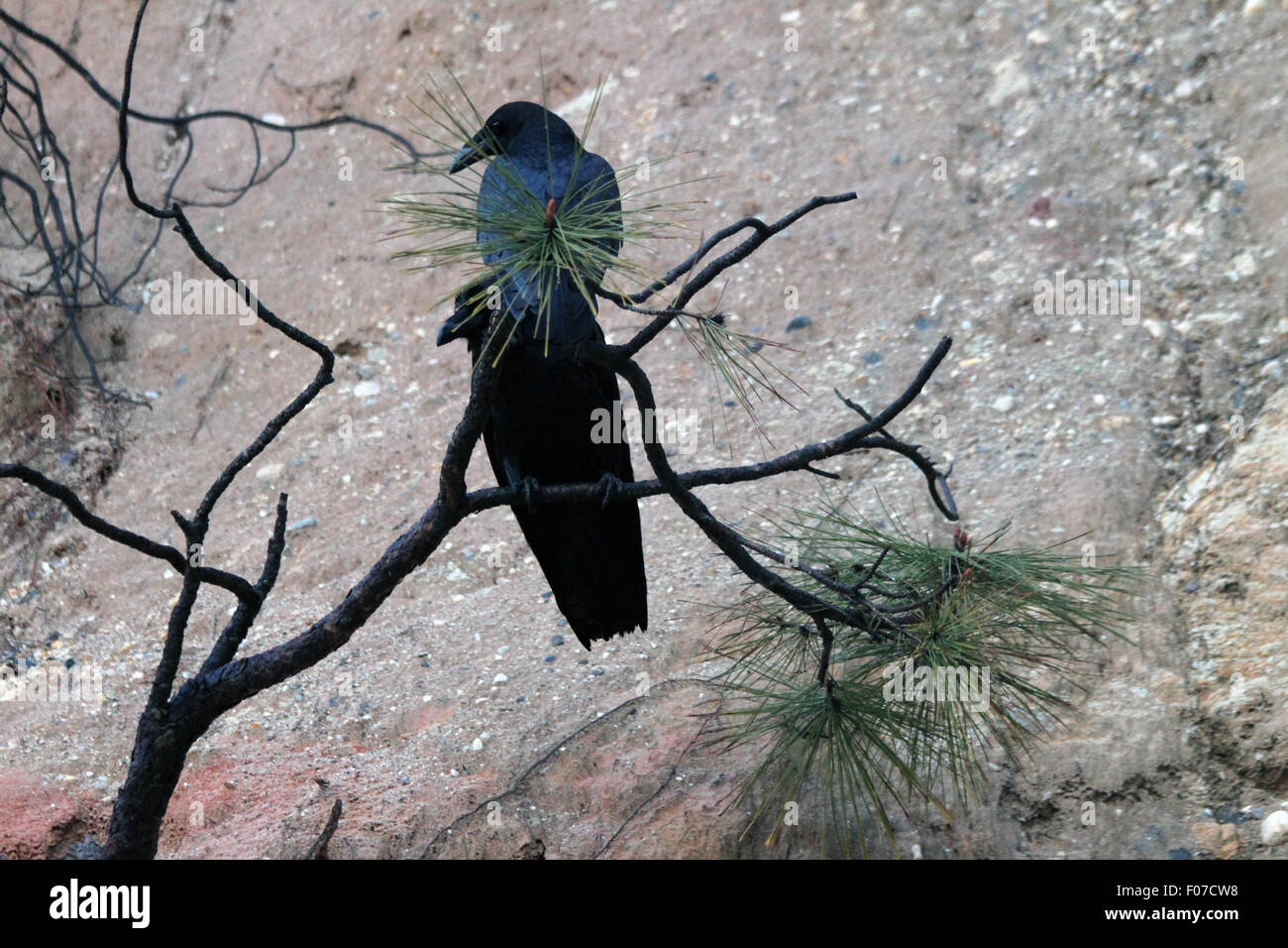 Two ravens hi-res stock photography and images - Alamy