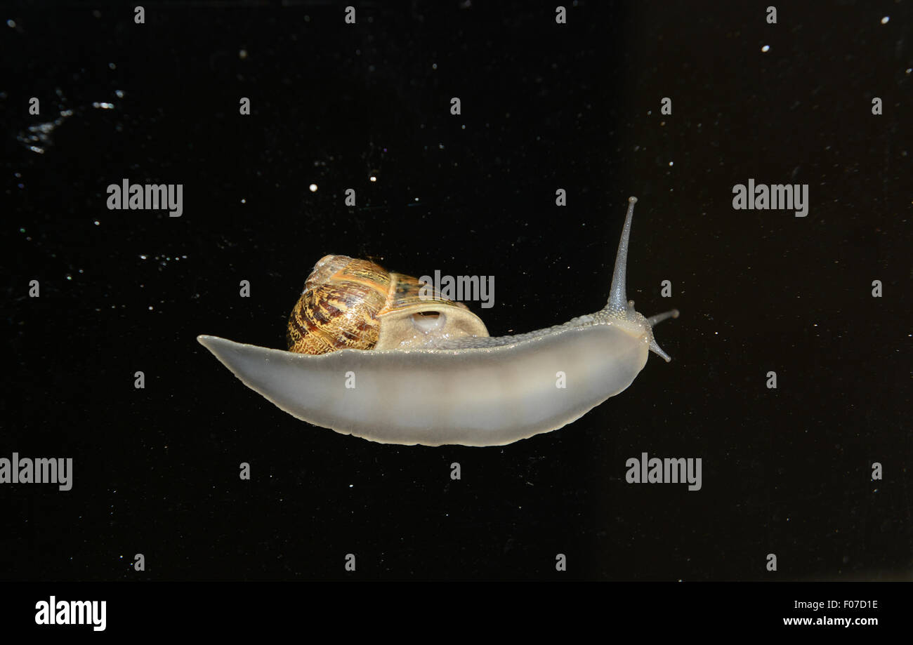 Snail on window glass against night sky creature creatures of the night ...