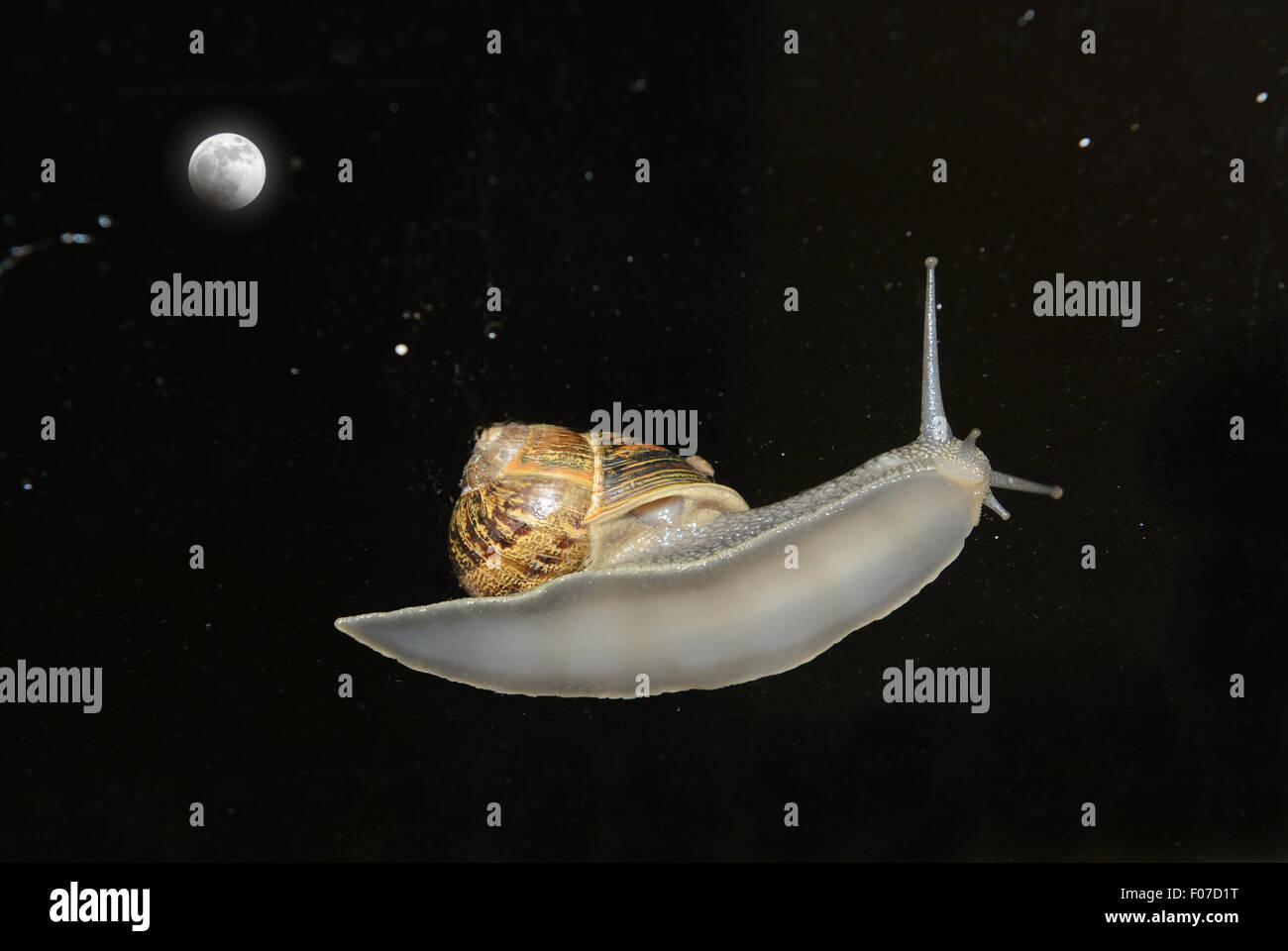 Moon snail hi-res stock photography and images - Alamy