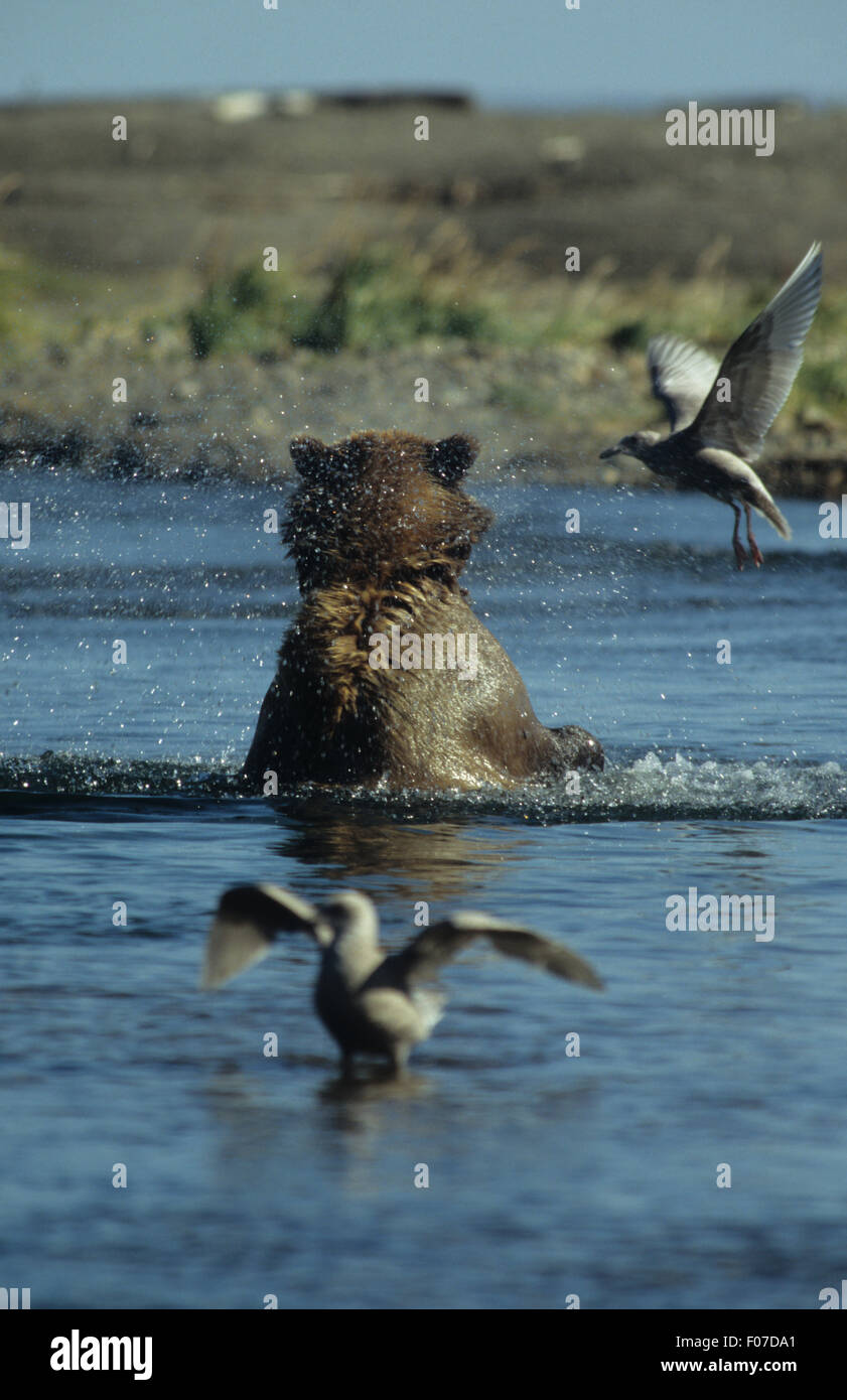 Grizzly Bear Alaskan standing in river shaking water off fur after ...