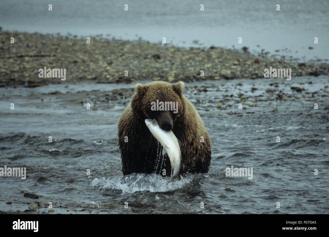 Grizzly Bear Alaskan taken from front with silver salmon in mouth ...
