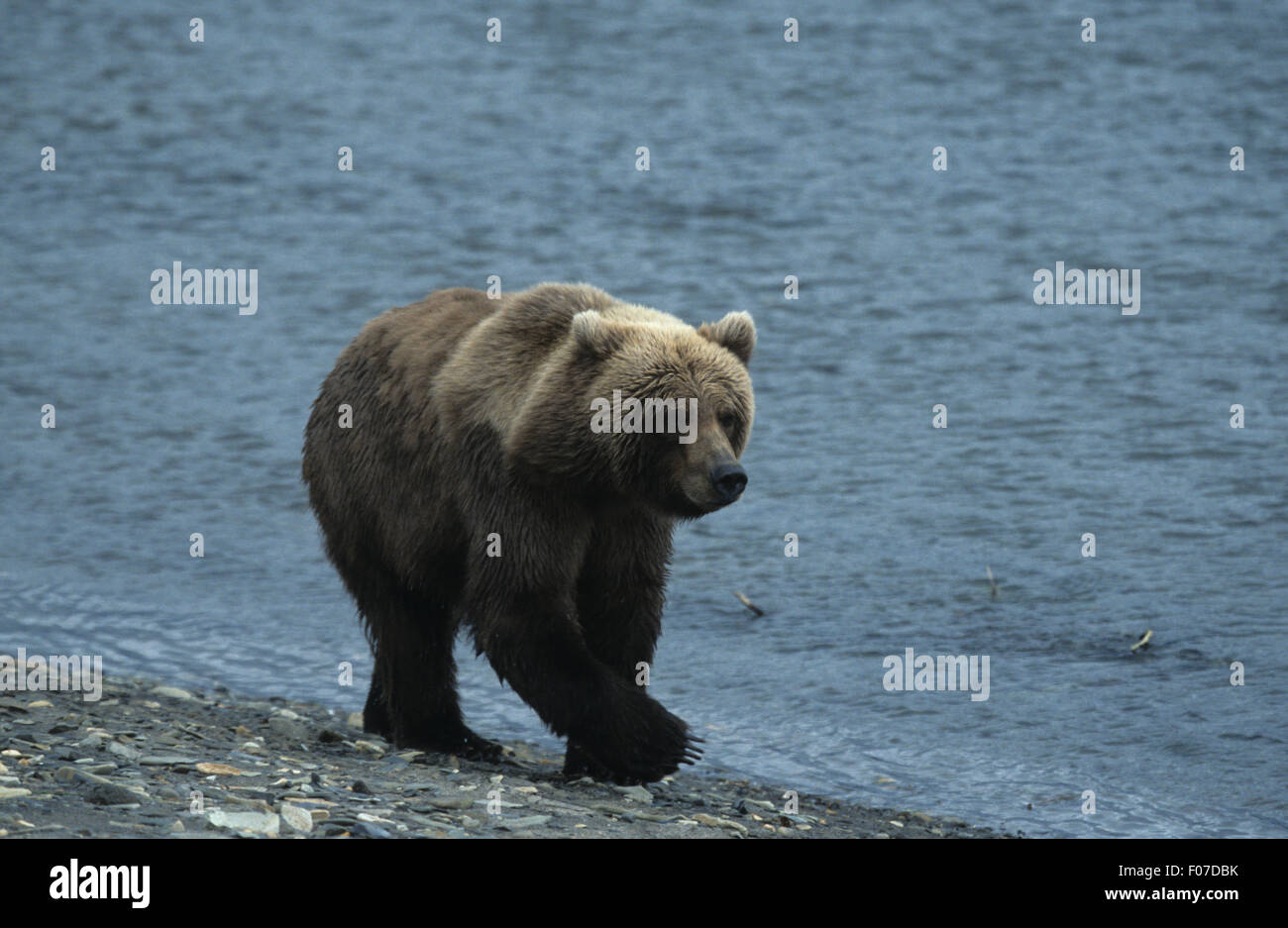 Single bear walking hi-res stock photography and images - Alamy