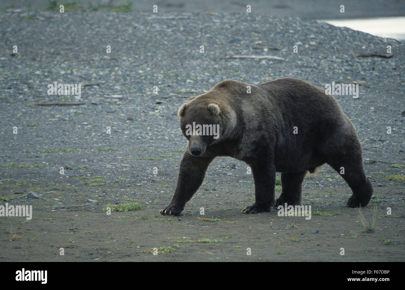 Grizzly Bear Alaskan male taken in profile walking left and looking at ...