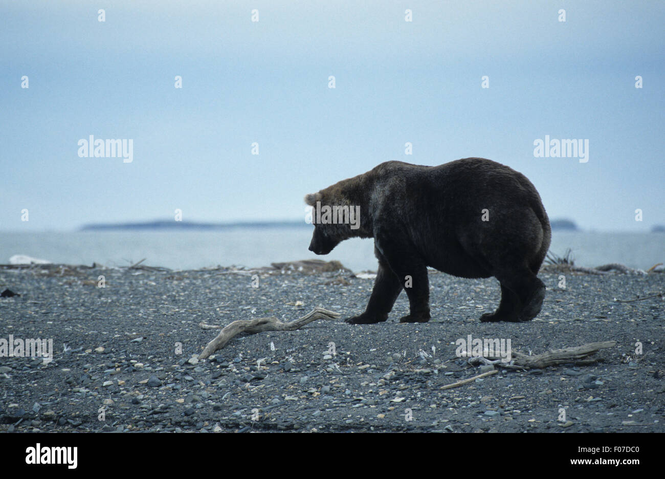 Grizzly Bear Alaskan male taken in profile walking left along stony ...