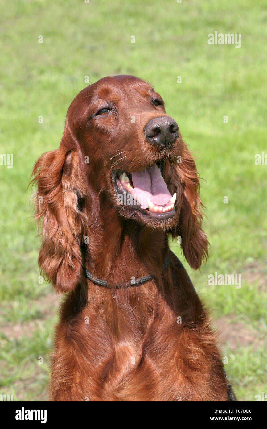 The portrait of Irish Red Setter in the garden Stock Photo - Alamy