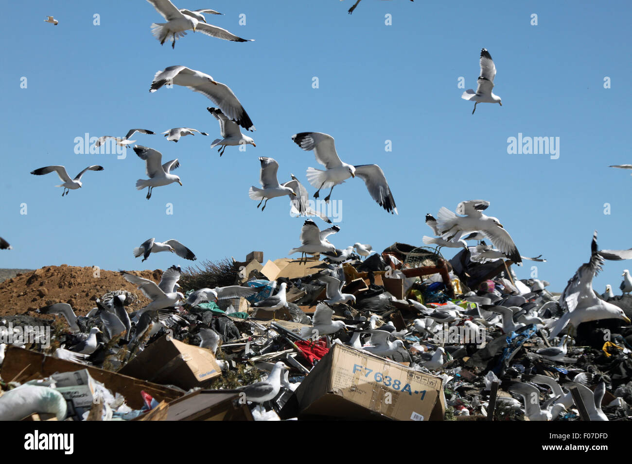 Sea gulls at a garbage dump Stock Photo - Alamy