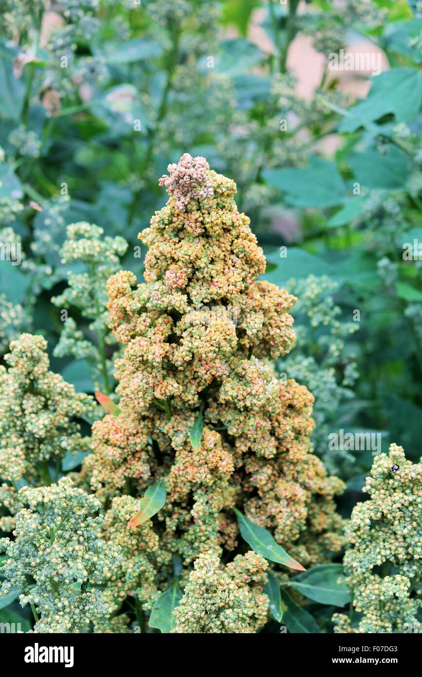 Quinoa crop grows at farm superfood sprouted seed- is a species of the ...