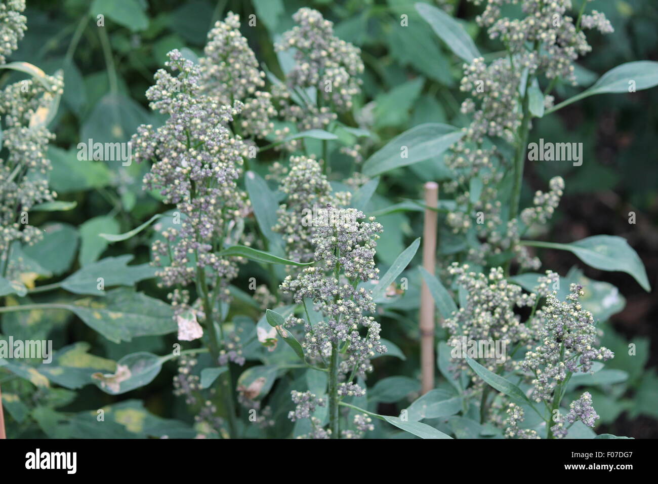 Quinoa crop grows at farm superfood sprouted seed- is a species of the ...