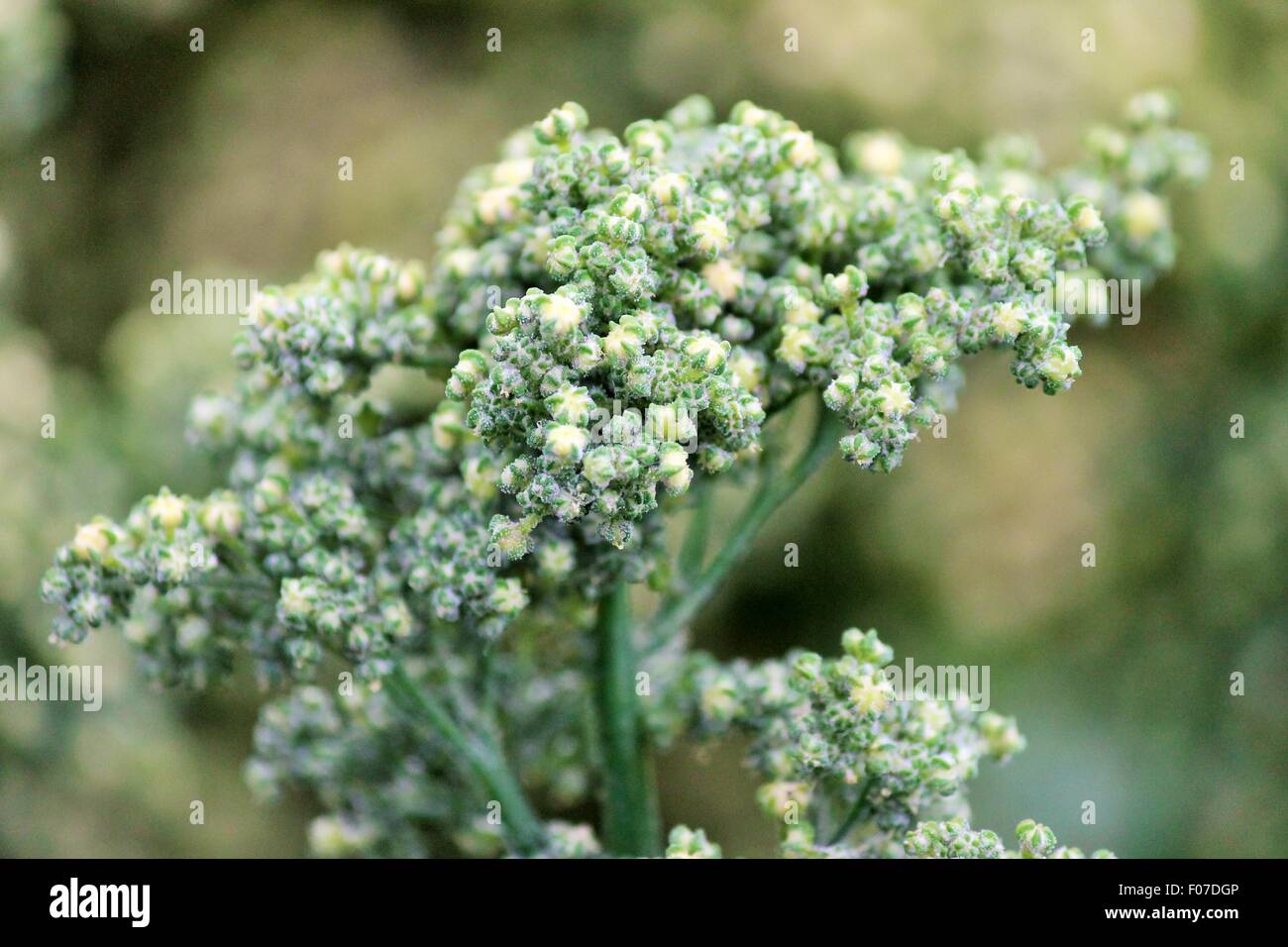 Quinoa crop grows at farm superfood sprouted seed- is a species of the ...