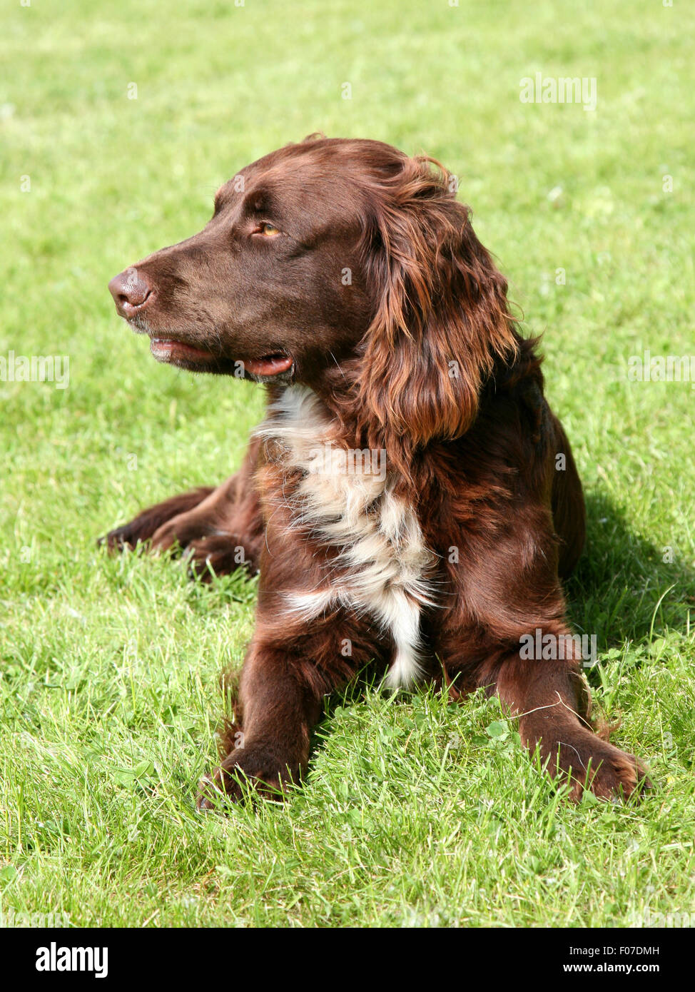 The portrait of German Spaniel in the garden Stock Photo - Alamy