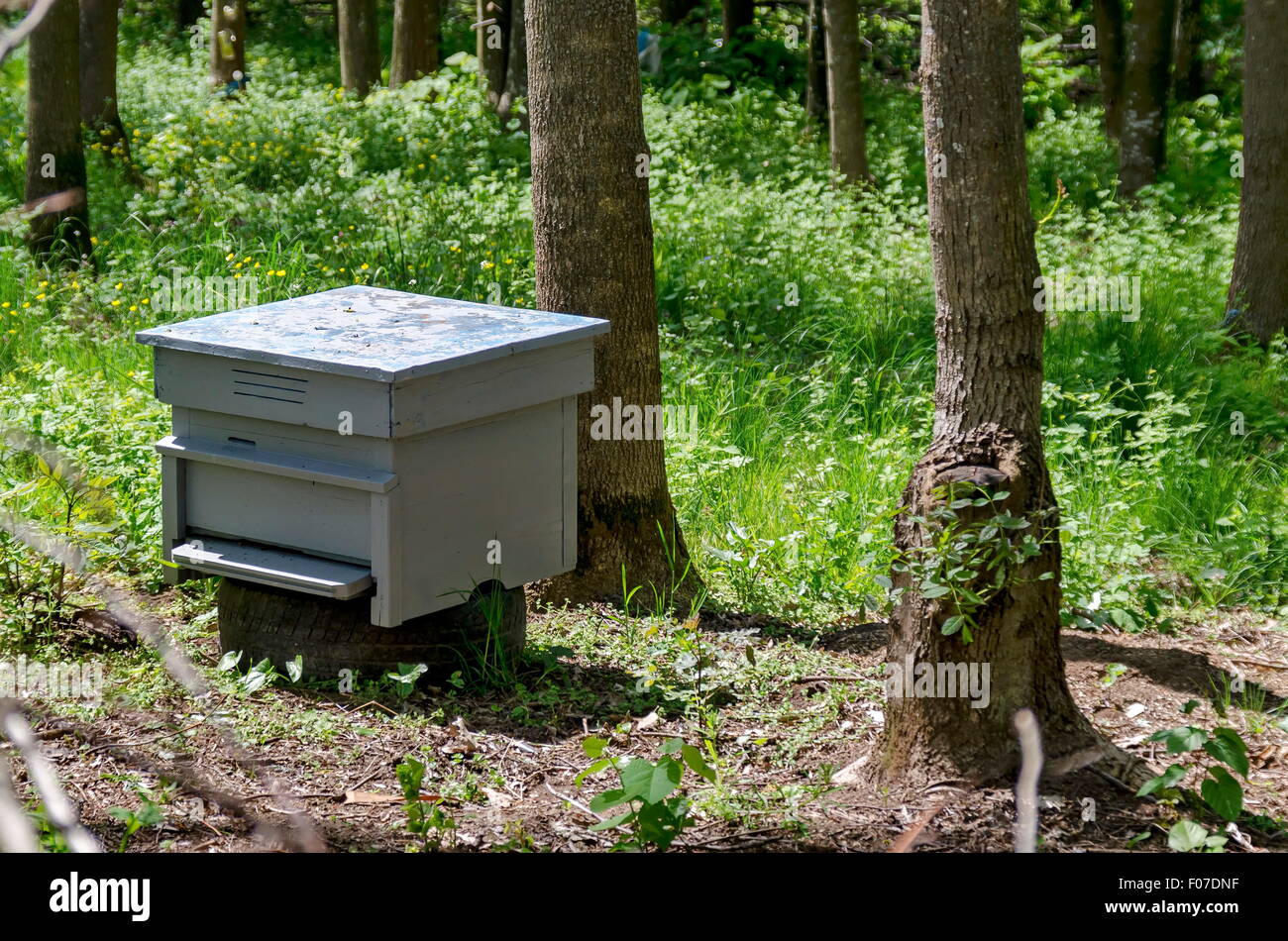 Single hive in forest Stock Photo - Alamy