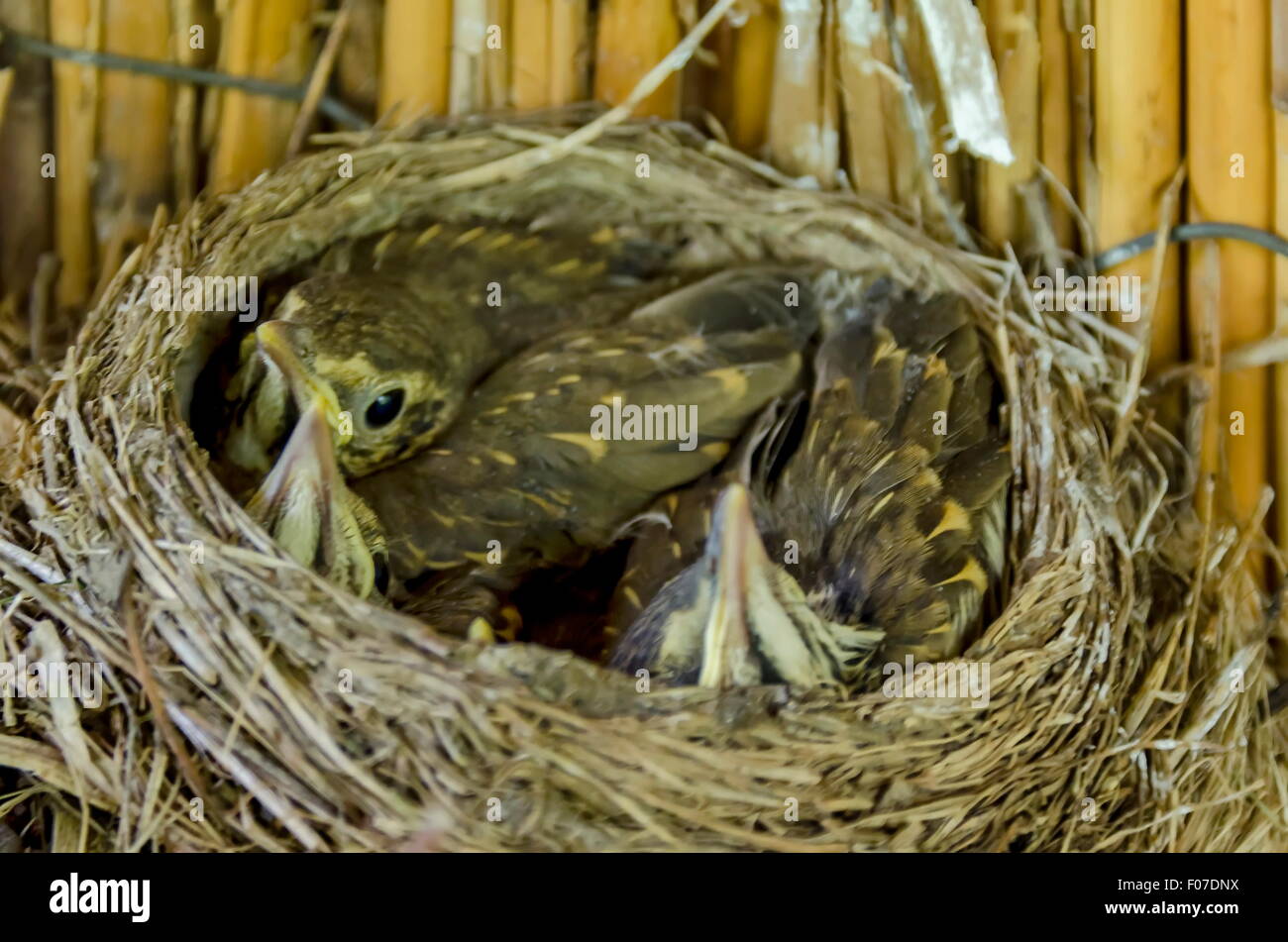 Bird nest with hatch bird Stock Photo - Alamy