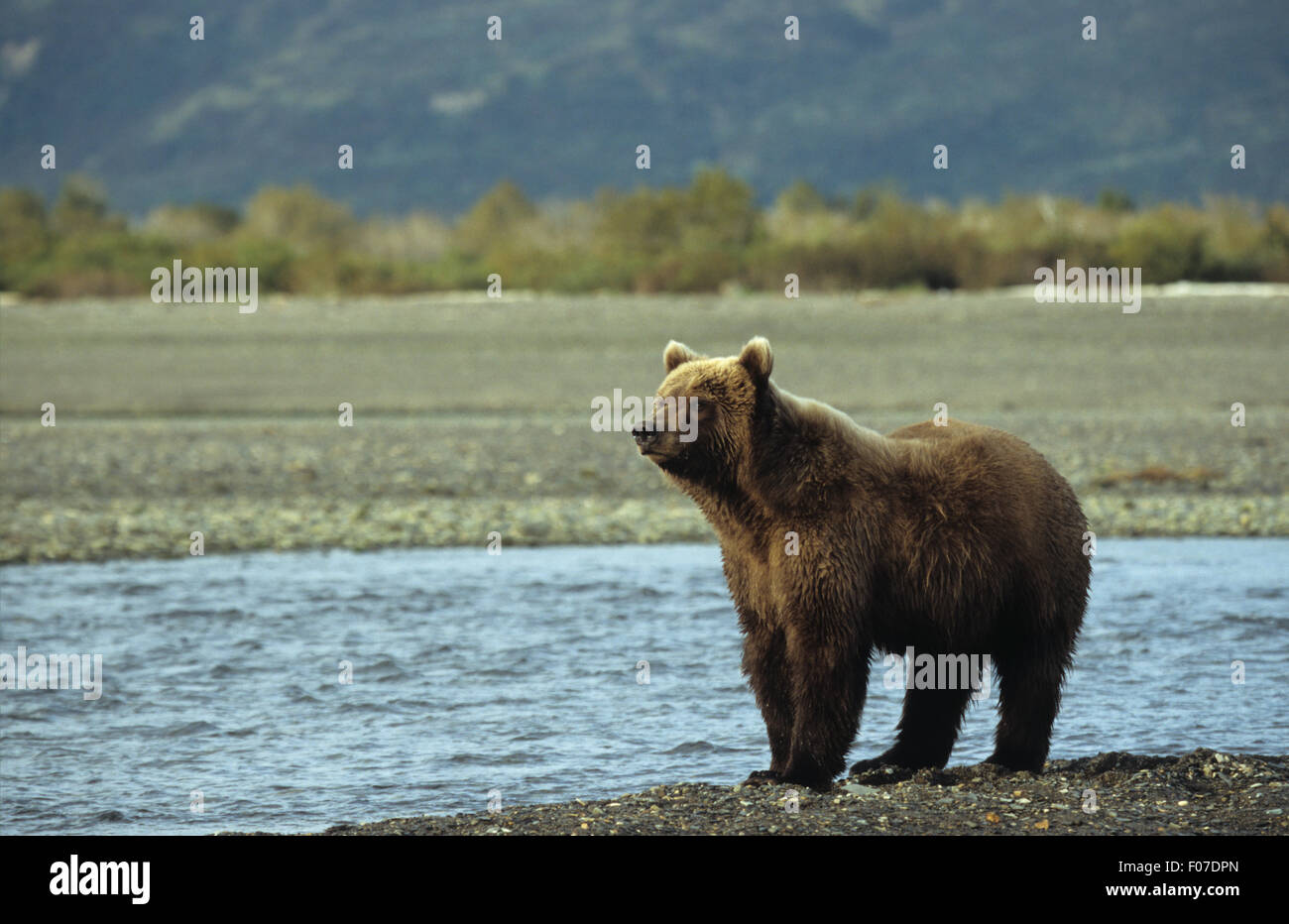 Grizzly Bear Alaskan blonde taken in profile looking left standing on ...