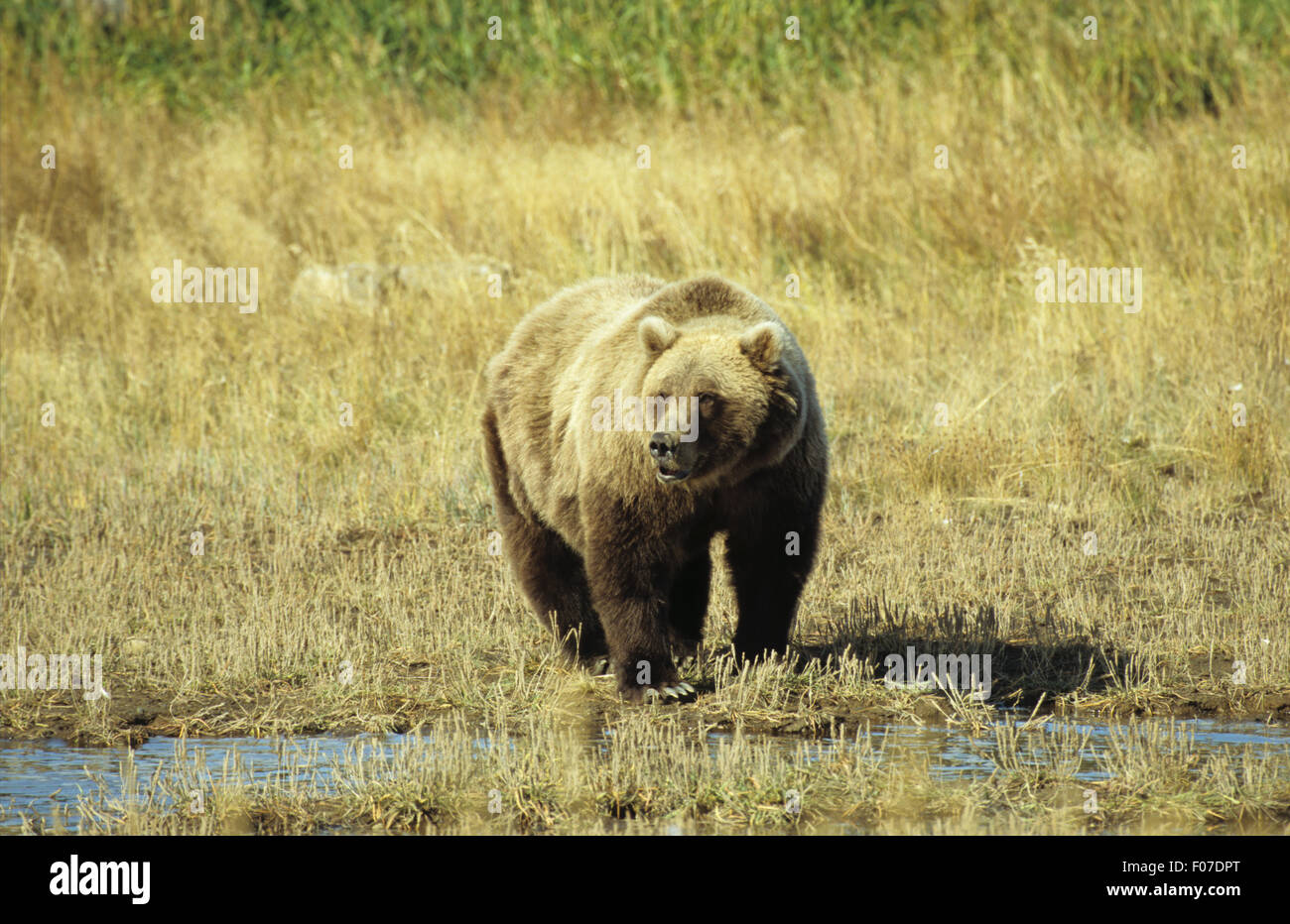Grizzly Bear Alaskan taken from front looking left standing by side of ...