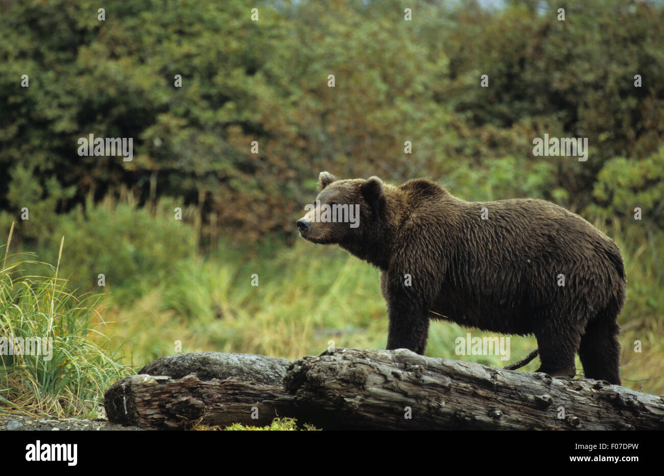 Grizzly Bear Alaskan taken in profile looking left standing behind ...