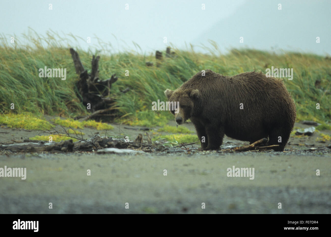 Grizzly Bear Alaskan taken in profile looking at camera huge fat bear ...