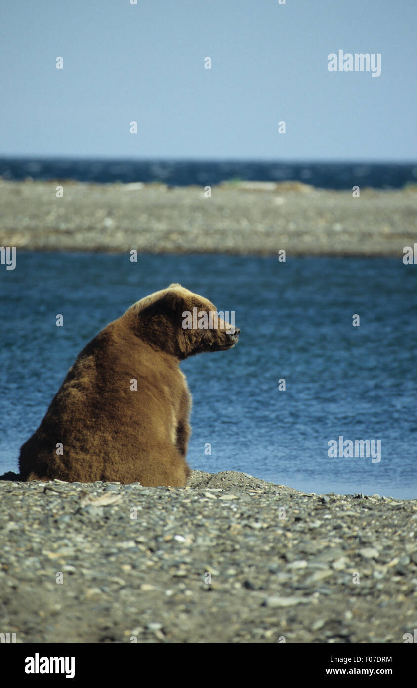 Grizzly Bear Alaskan taken from behind looking right sitting on stony ...