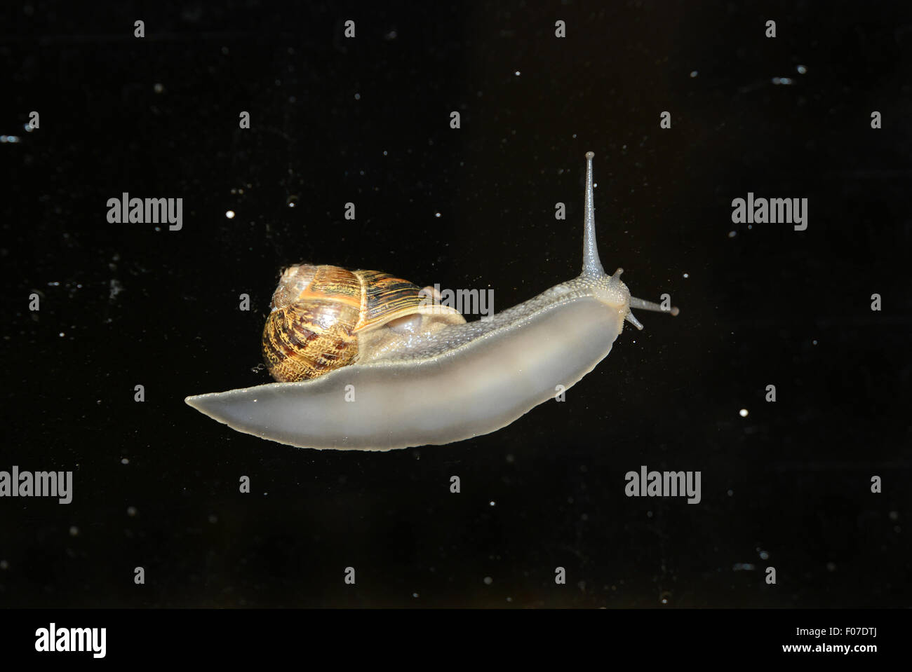 Snail on window glass against night sky creature creatures of the night ...