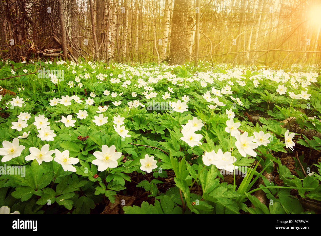 Wood with spring flowers Stock Photo - Alamy