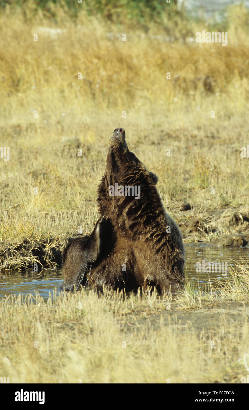 Grizzly Bear Alaskan lying in small stream scratching fur with head ...