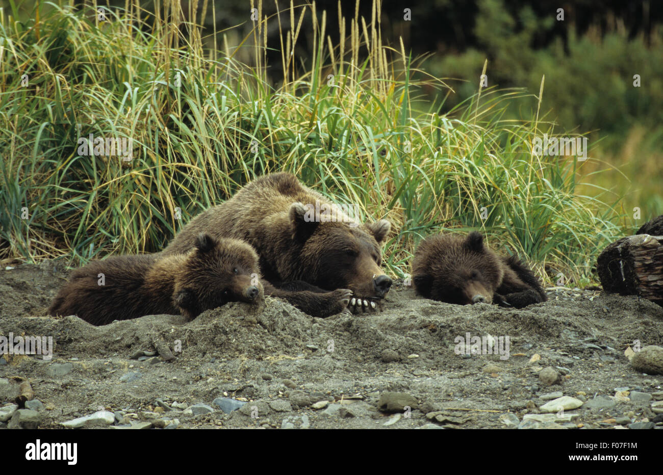 Bear cubs sleeping hi-res stock photography and images - Alamy
