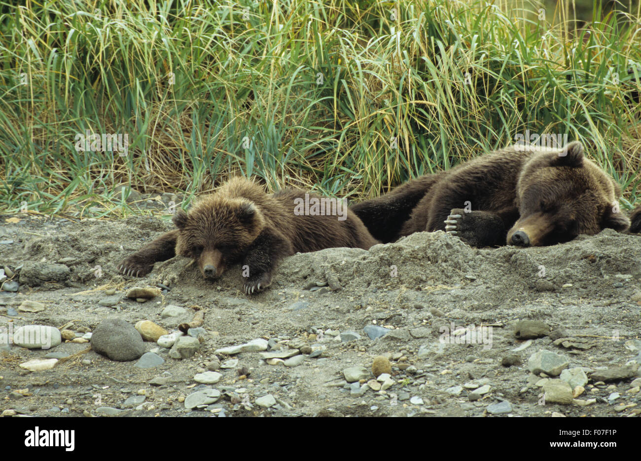 Bear cub sleep hi-res stock photography and images - Alamy