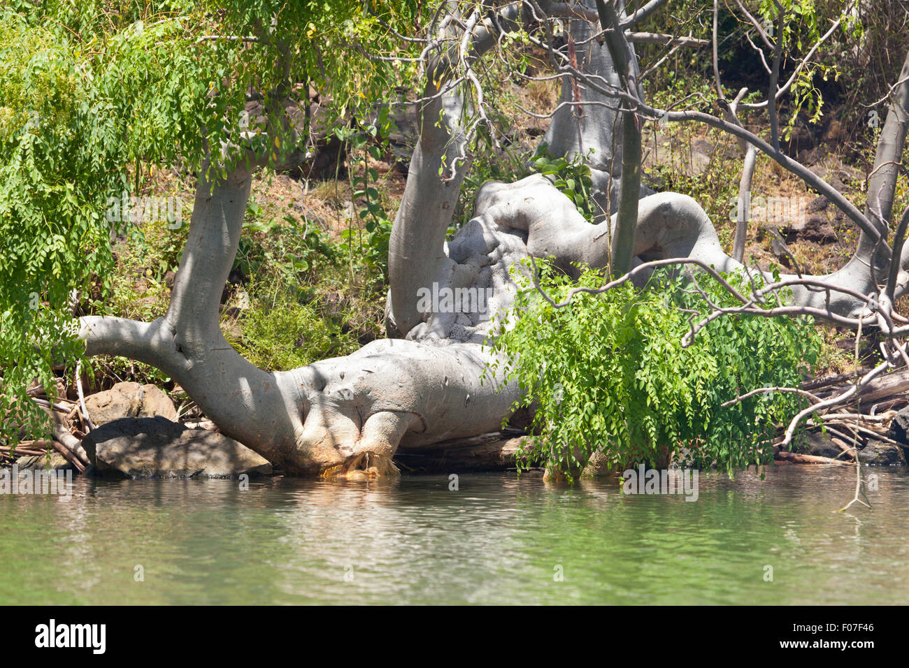 Thick and weird Baobab Tree at Lake Baringo in Kenya Stock Photo - Alamy
