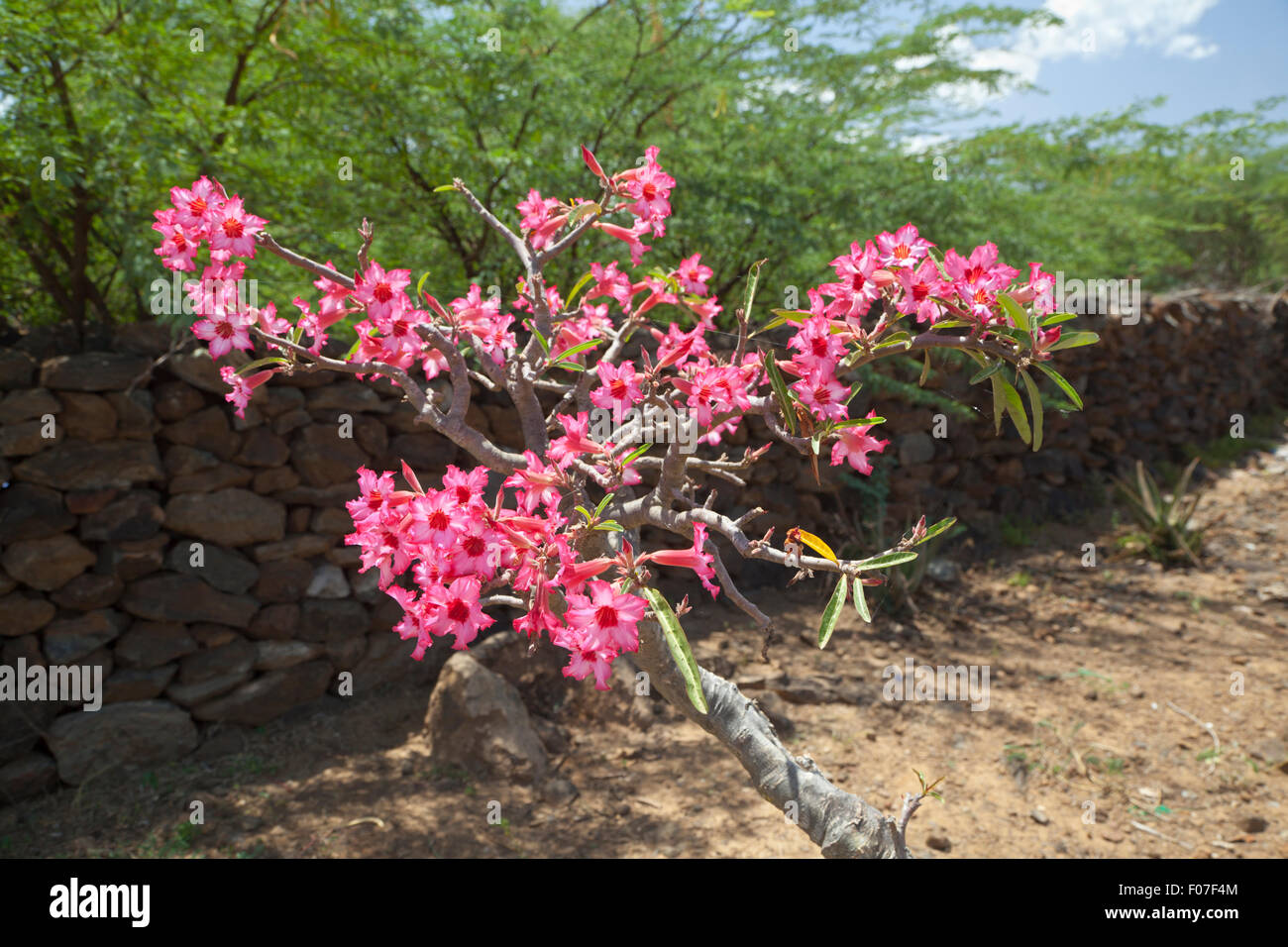 Kenya Rose High Resolution Stock Photography and Images - Alamy