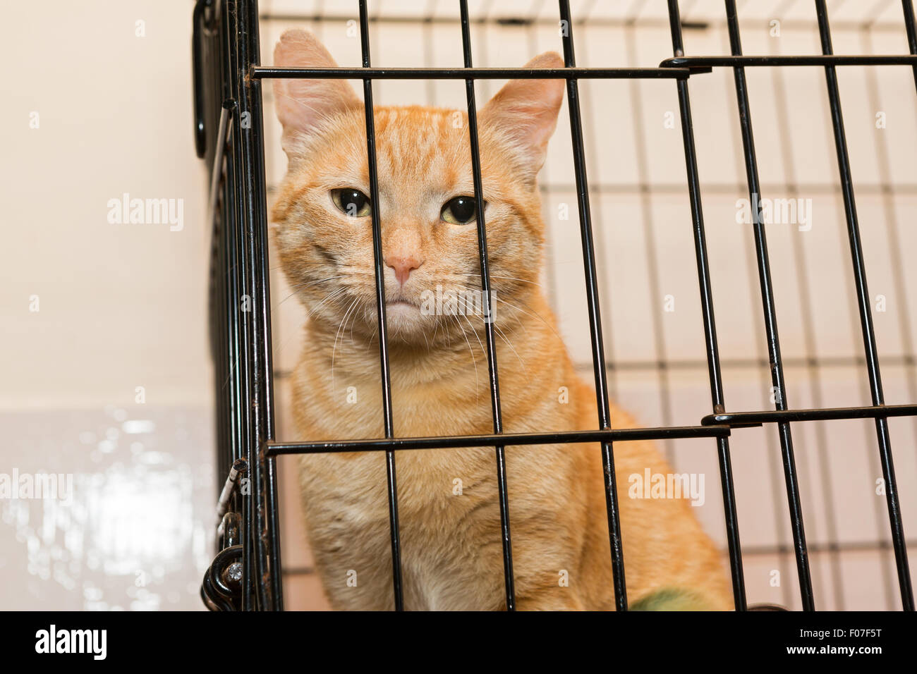 Sad Cats In Shelters
