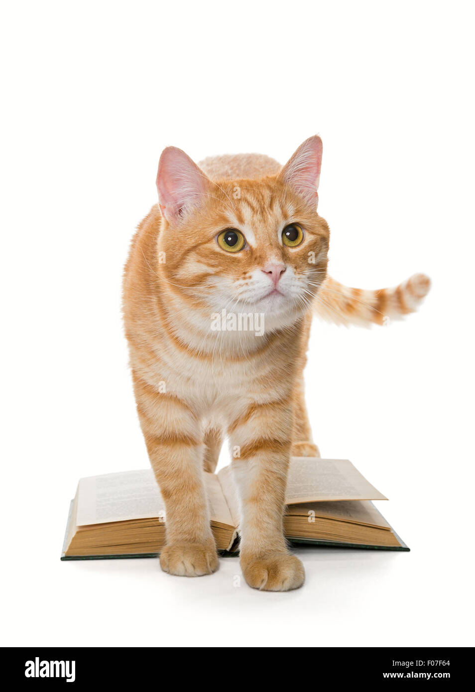 Red book animal cat Cut Out Stock Images & Pictures - Alamy