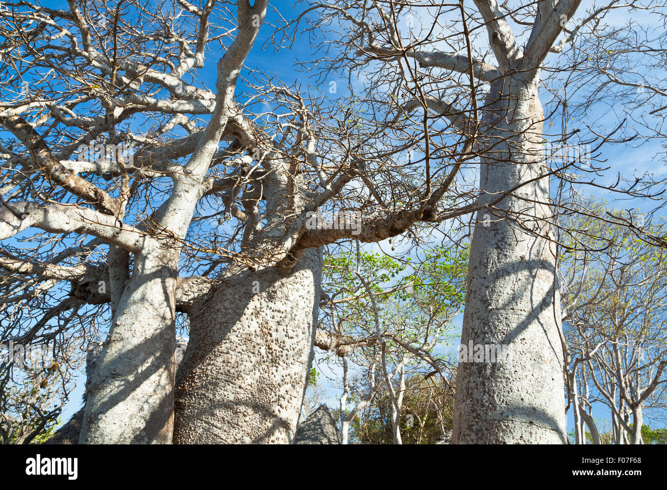 Thick Baobab Trees on Wasini Island in Kenya Stock Photo - Alamy