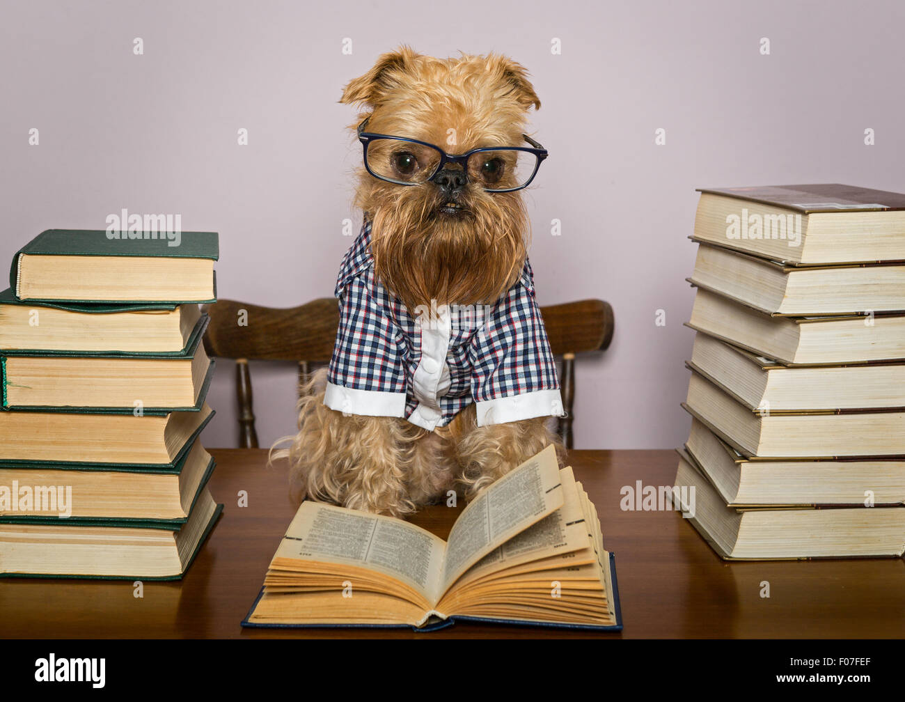 Serious dog hi-res stock photography and images - Alamy