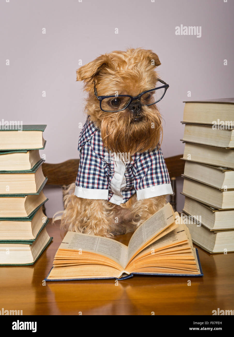 Dog reads book hi-res stock photography and images - Alamy