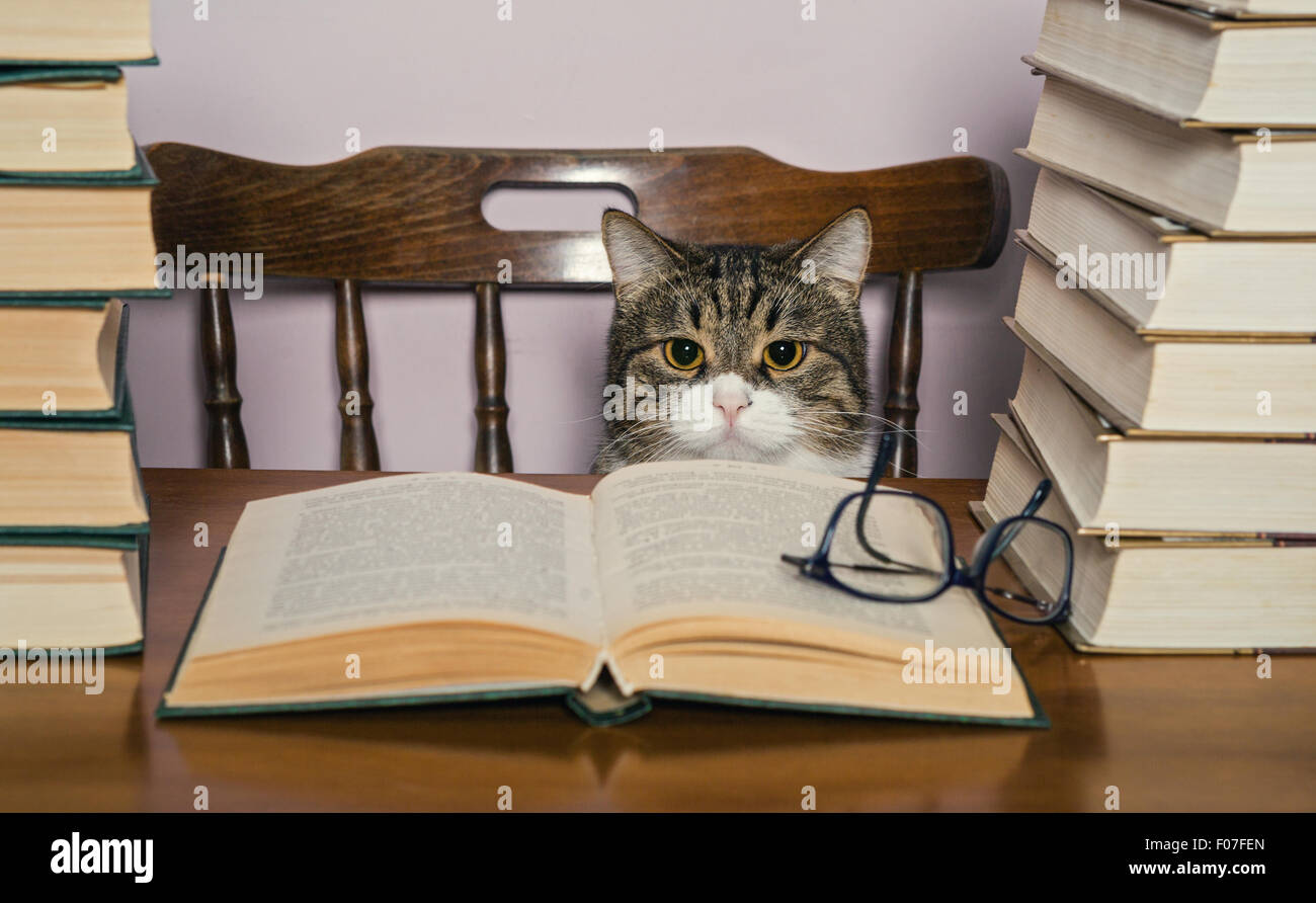 Grey domestic hi-res stock photography and images - Alamy