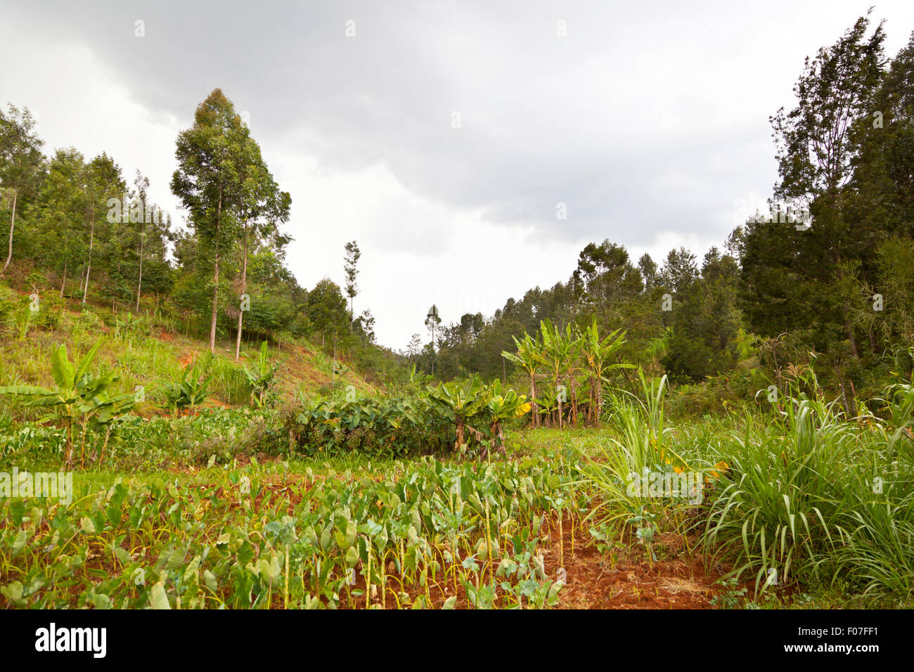 A valley in the green highlands north of Nairobi in Kenya Stock Photo ...