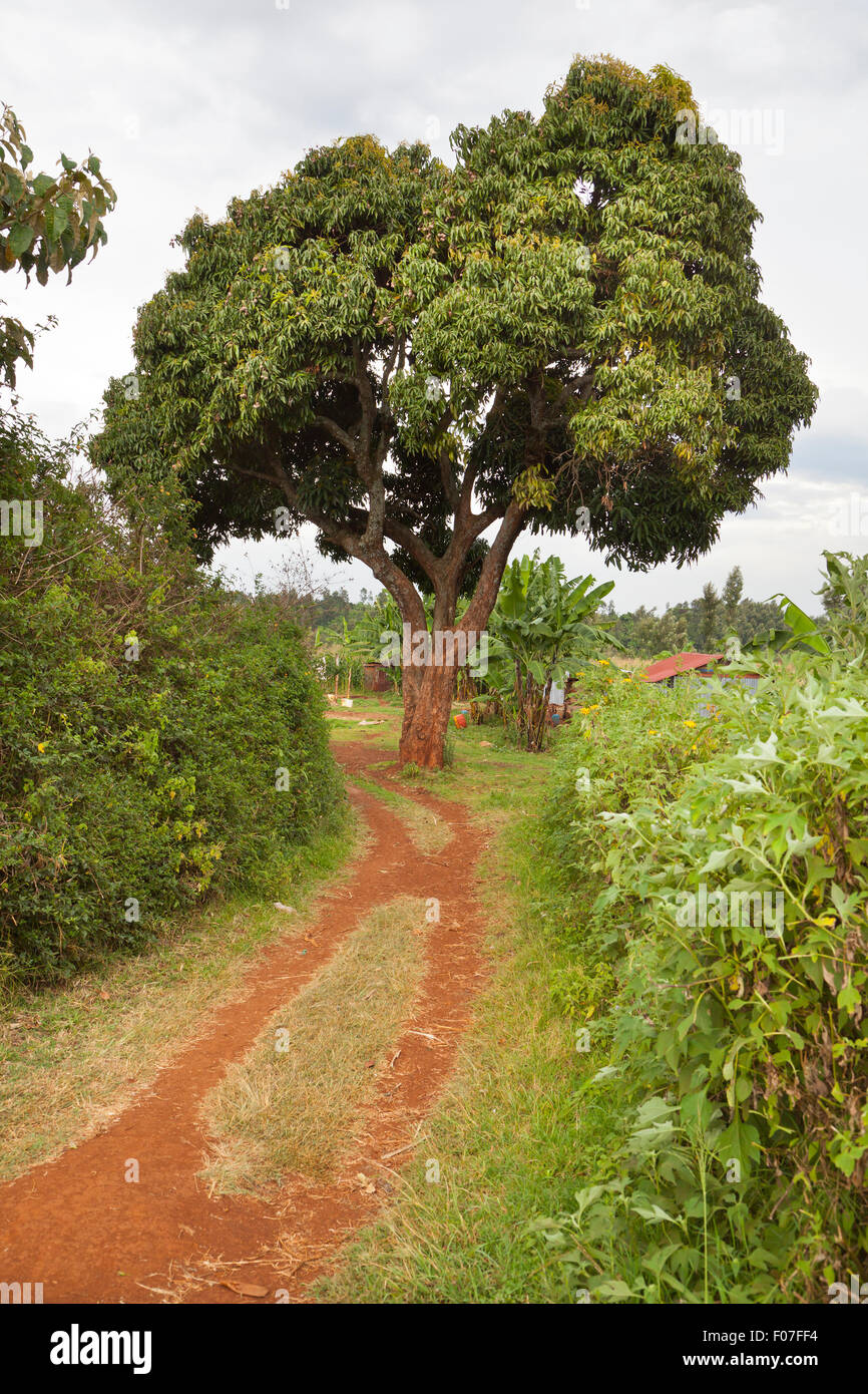 Kenya farm hi-res stock photography and images - Alamy