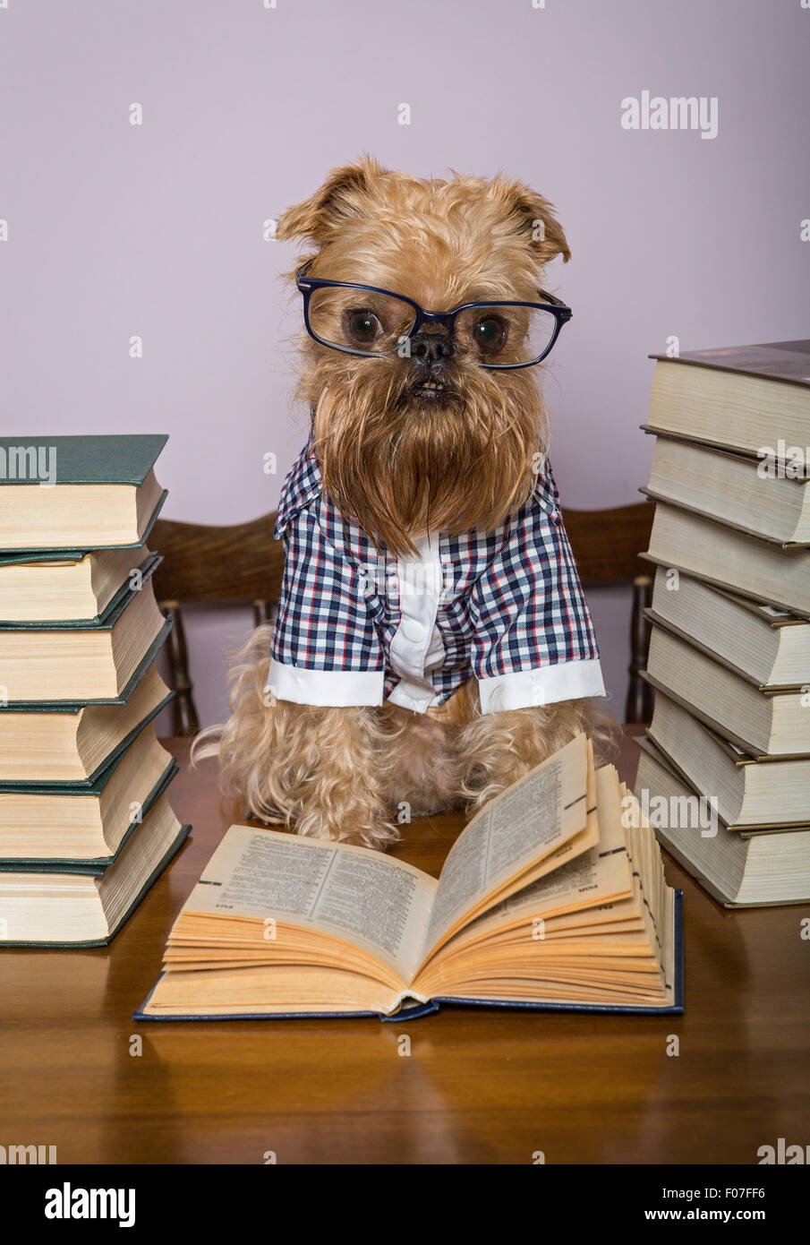 Student dog reading hi-res stock photography and images - Alamy